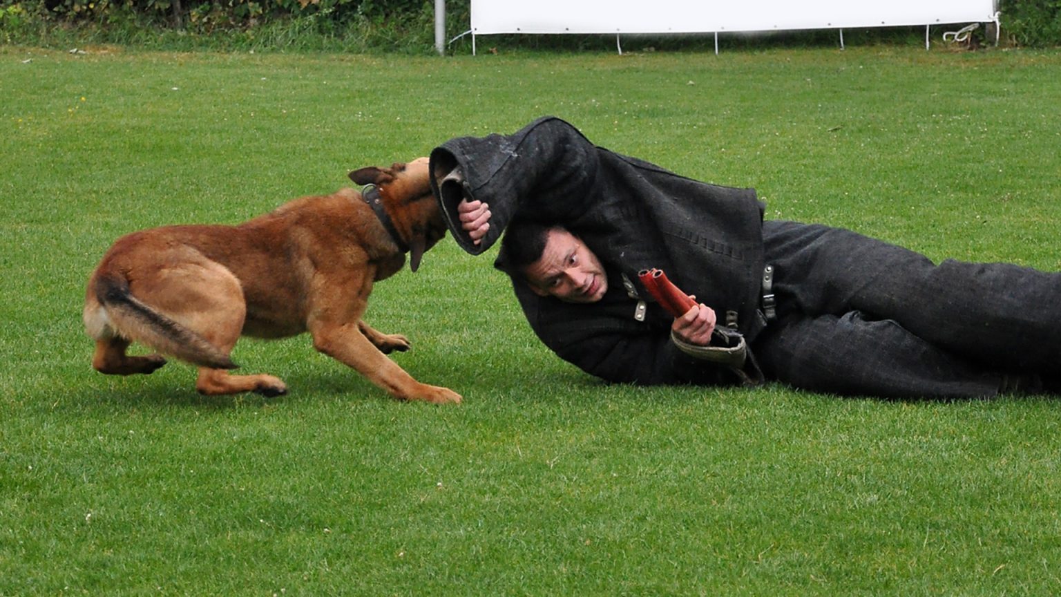 What to do if you are bitten by a dog | Lawyer Connections